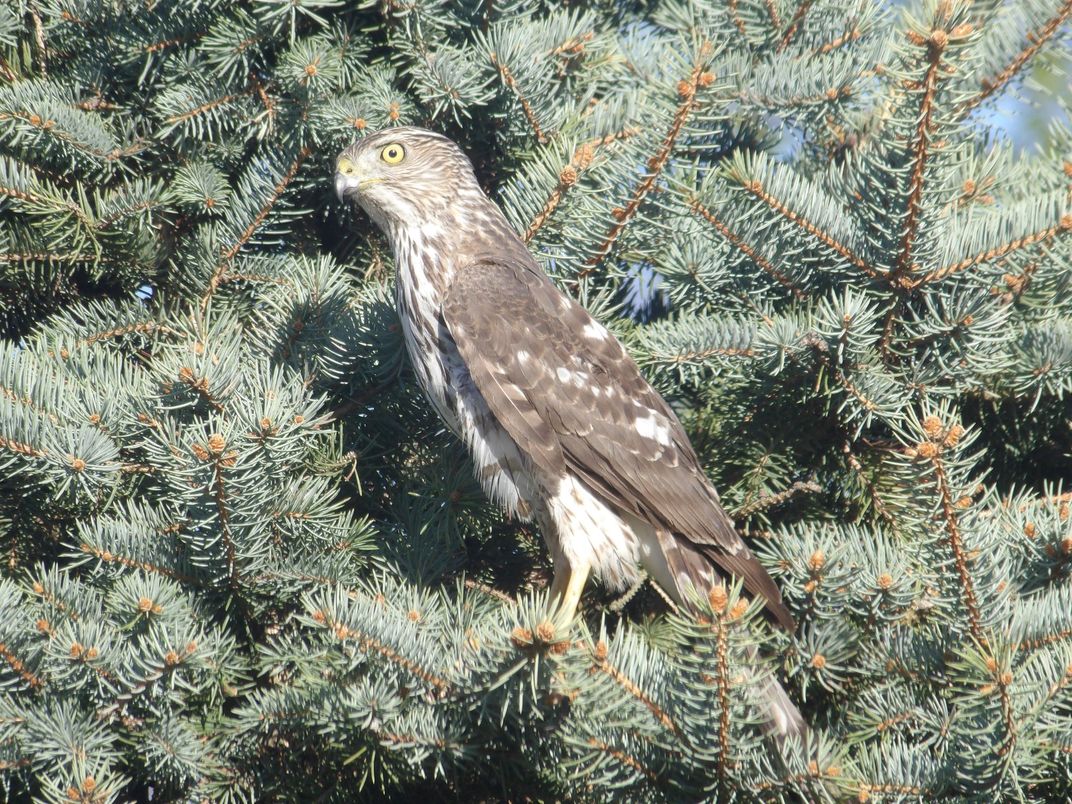 Hawk in the tree at my parents house outside | Smithsonian Photo ...