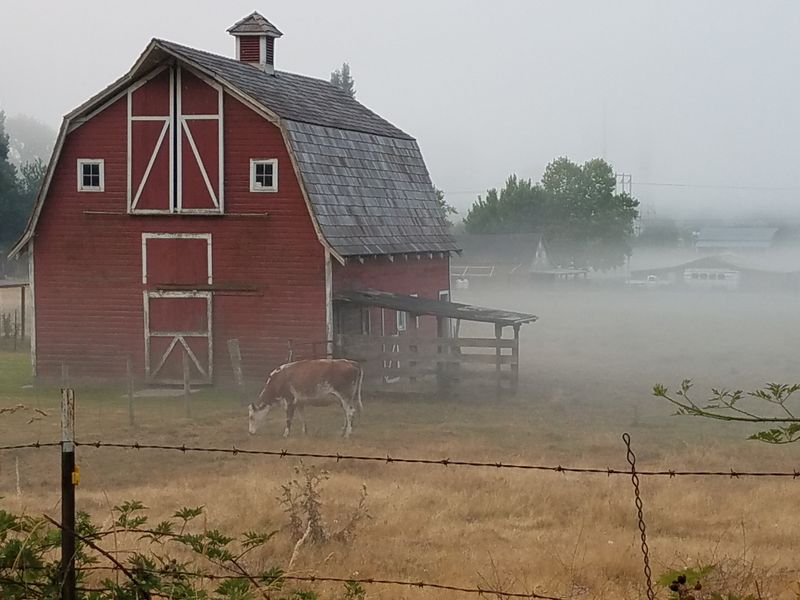 The early cow gets the grass! | Smithsonian Photo Contest | Smithsonian ...