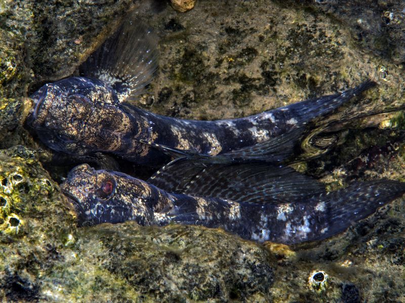A Goby fish Gobius niger reflected under the surface. | Smithsonian ...