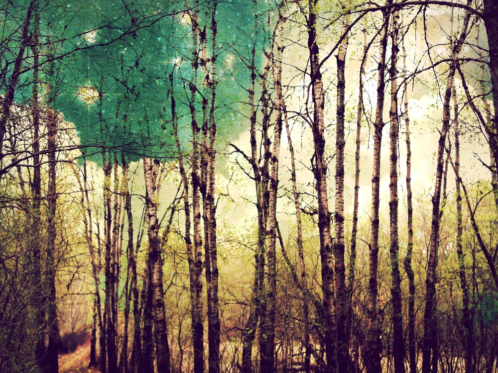 Enchanted Fairy Night Lit Forest | Smithsonian Photo Contest ...