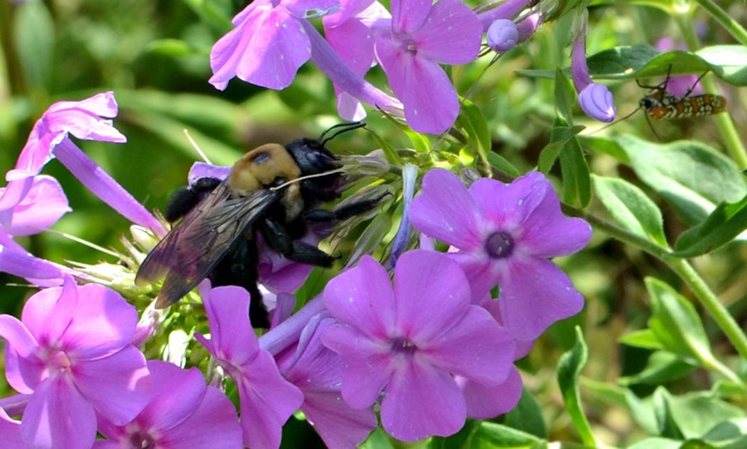 Bumble Bee and Friend | Smithsonian Photo Contest | Smithsonian Magazine