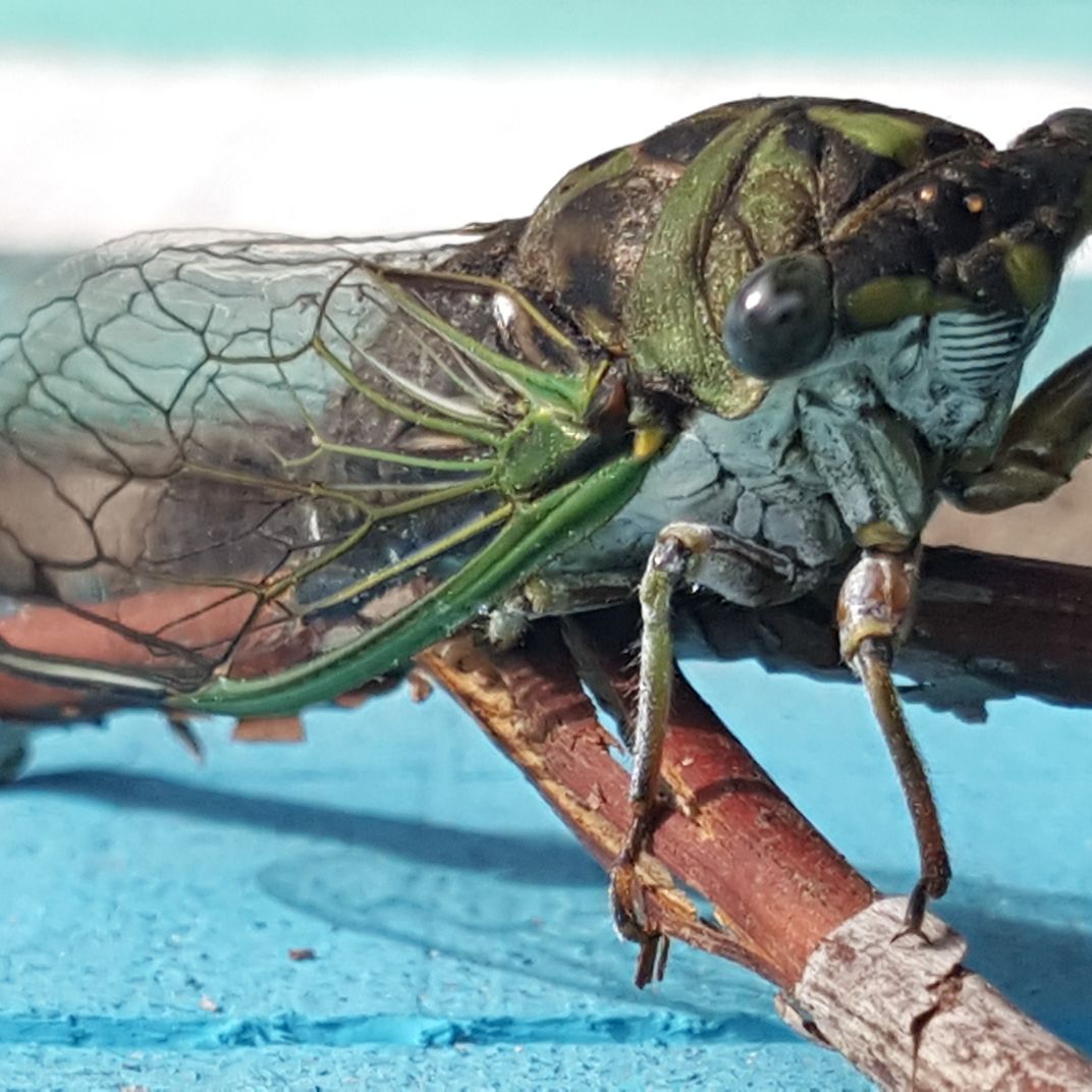 Cicada enjoying the sunshine | Smithsonian Photo Contest | Smithsonian ...