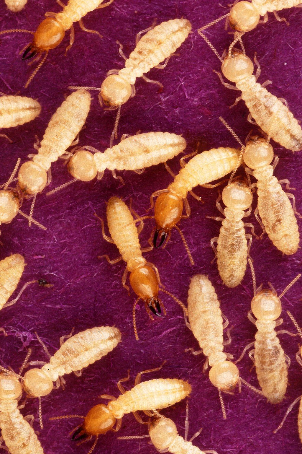Two Invasive Termites Are Interbreeding in Florida, Raising Concerns ...