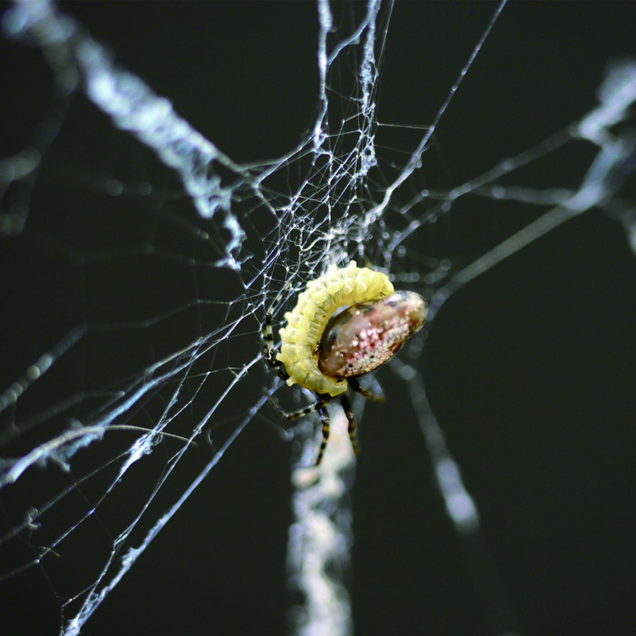 Parasite Spider Zombie