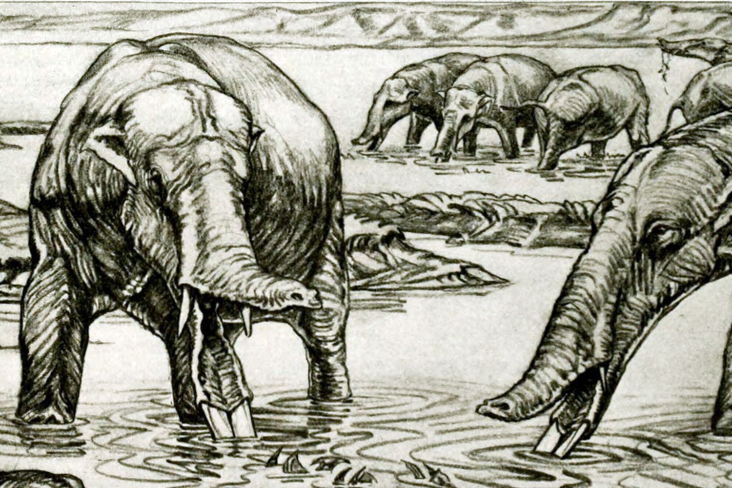 Strange, Shovel-Tusked Elephants Puzzled Paleontologists, Until Experts ...