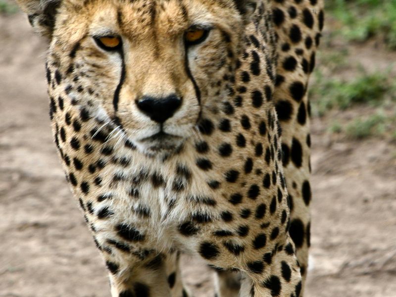 Chita | Smithsonian Photo Contest | Smithsonian Magazine