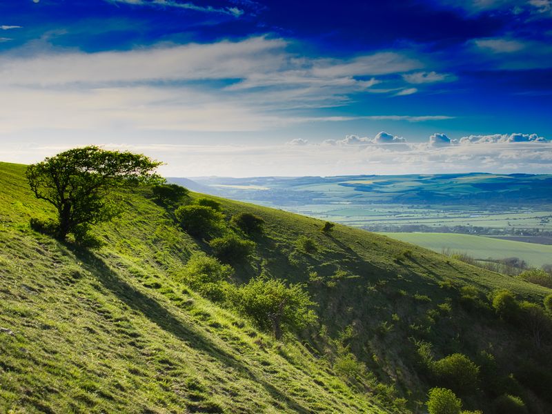 Lone Tree On A Hill. | Smithsonian Photo Contest | Smithsonian Magazine