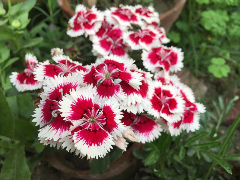 Floral frills | Smithsonian Photo Contest | Smithsonian Magazine