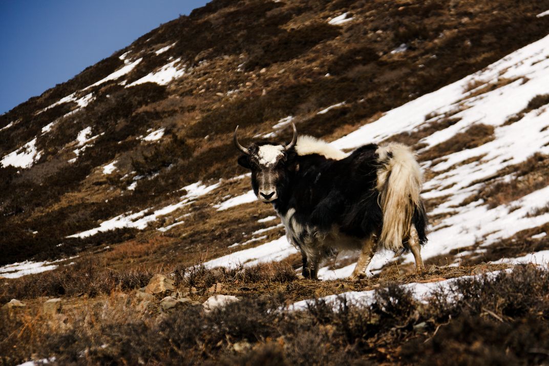 Yak in the mountains, Annapurna Circuit. | Smithsonian Photo Contest ...