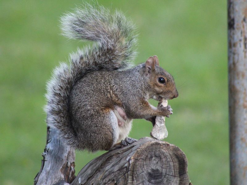 Mrs. Squirrel | Smithsonian Photo Contest | Smithsonian Magazine