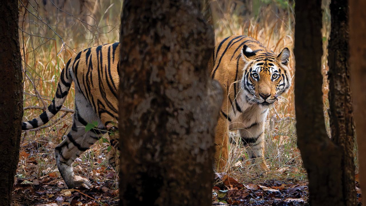 tiger attack human 2023