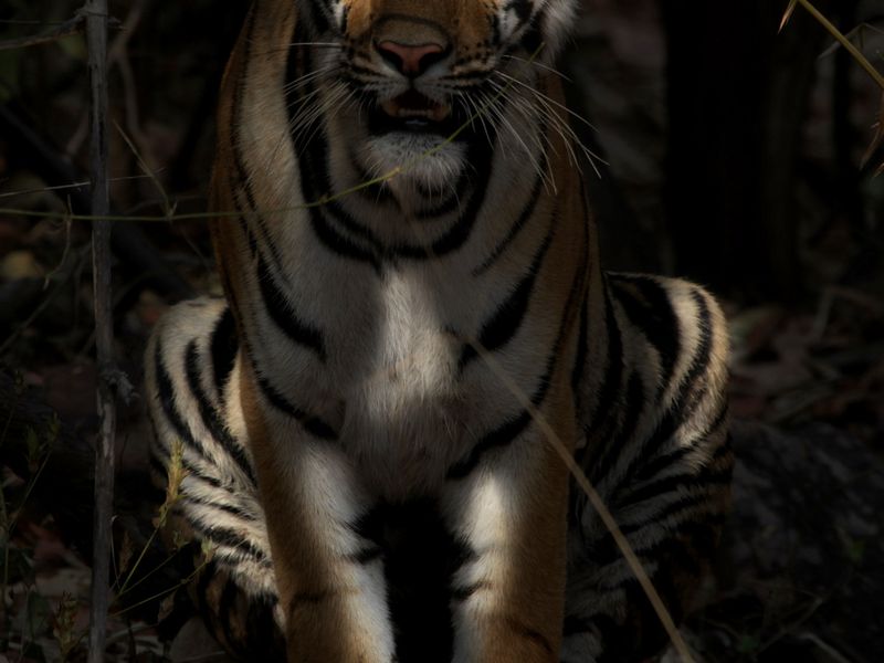 Tiger waiting in the shadows | Smithsonian Photo Contest | Smithsonian ...