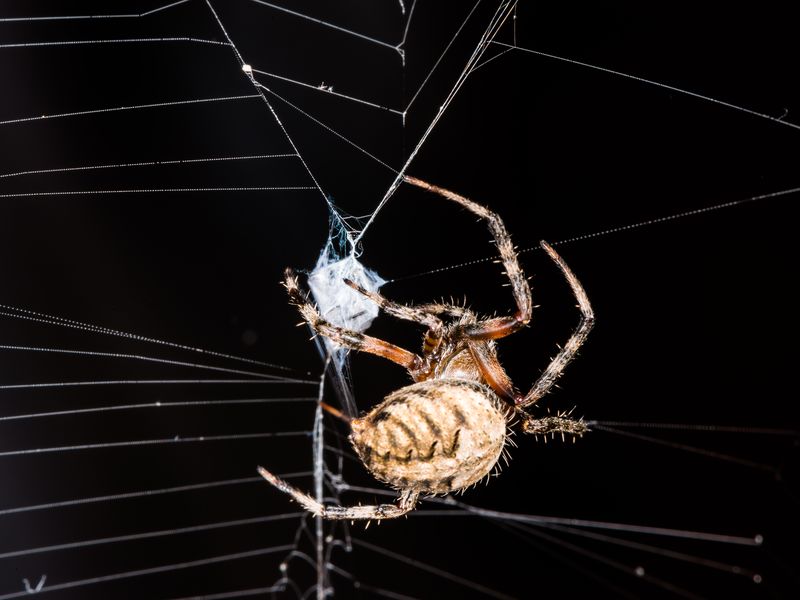 Macro shot of a spider spinning a bug in his web | Smithsonian Photo ...