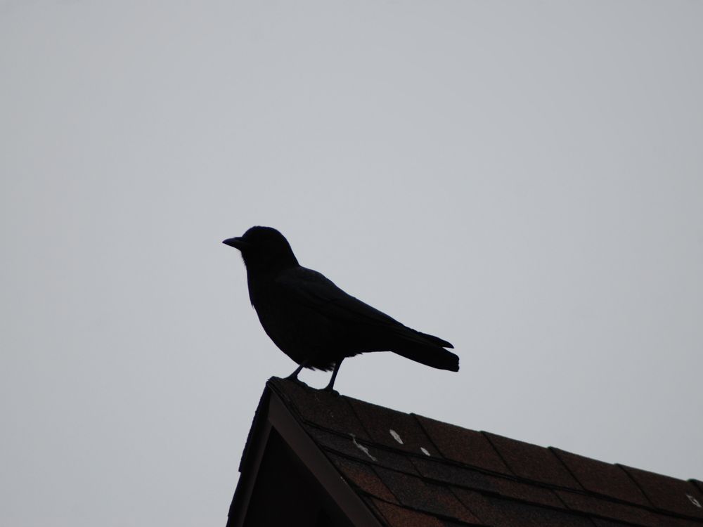 Bird on a Roof | Smithsonian Photo Contest | Smithsonian Magazine