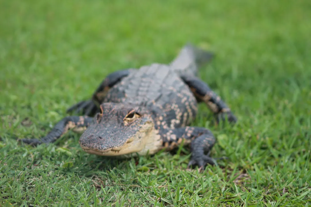 Alligators | Smithsonian Photo Contest | Smithsonian Magazine