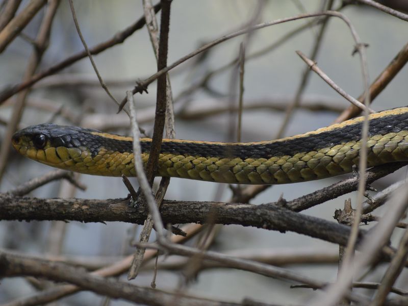 Slithering Serpent | Smithsonian Photo Contest | Smithsonian Magazine