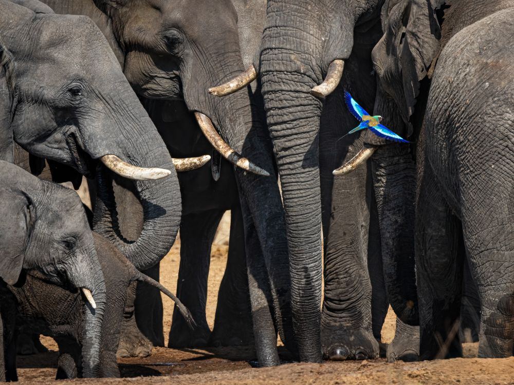 Flash of colour | Smithsonian Photo Contest | Smithsonian Magazine