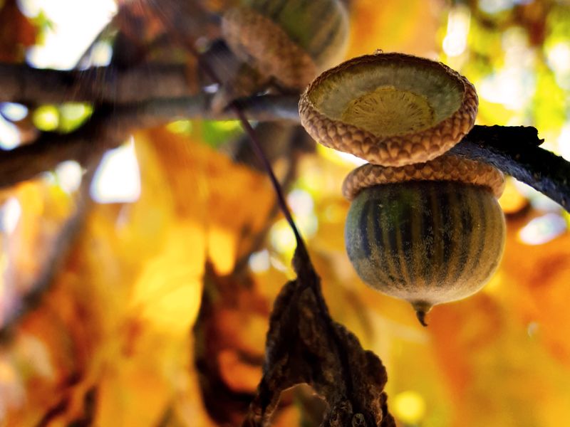 Acorns hanging from tree in Springfield, Missouri | Smithsonian Photo ...