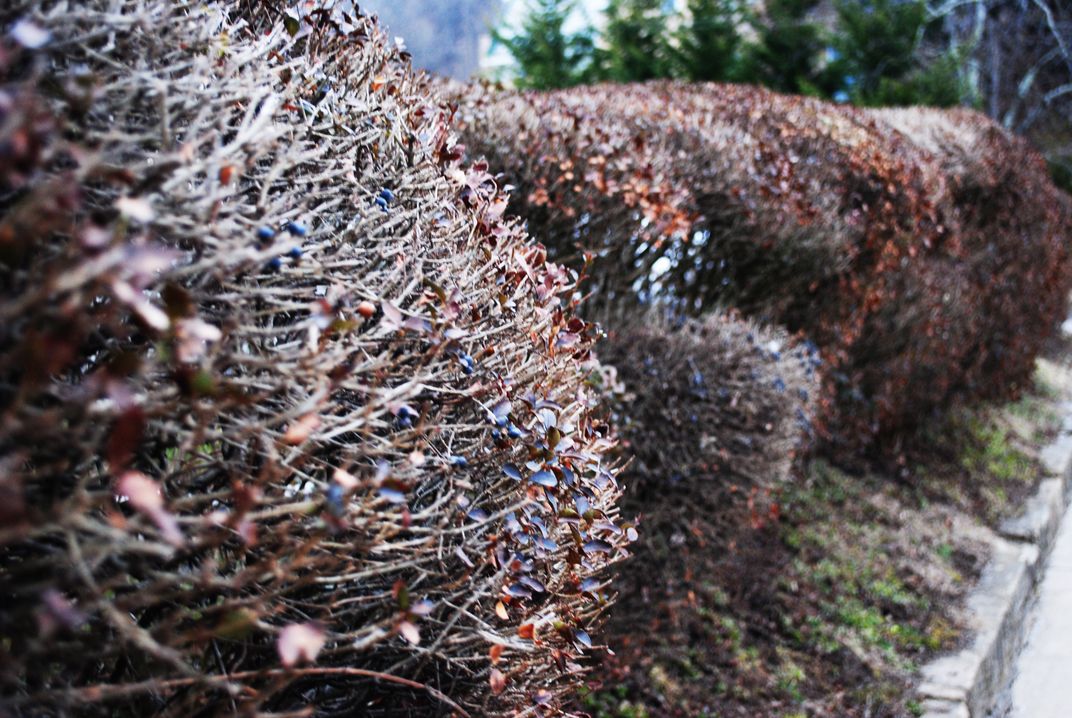 A line of pretty bushes. | Smithsonian Photo Contest | Smithsonian Magazine