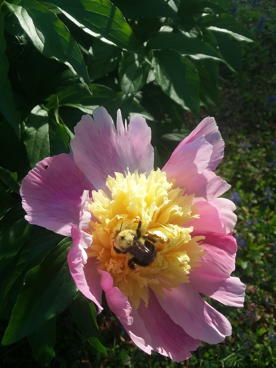 Bumble Bee | Smithsonian Photo Contest | Smithsonian Magazine