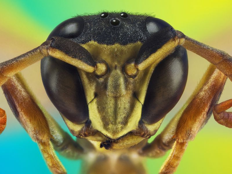 Extreme macro portrait of a wasp | Smithsonian Photo Contest ...