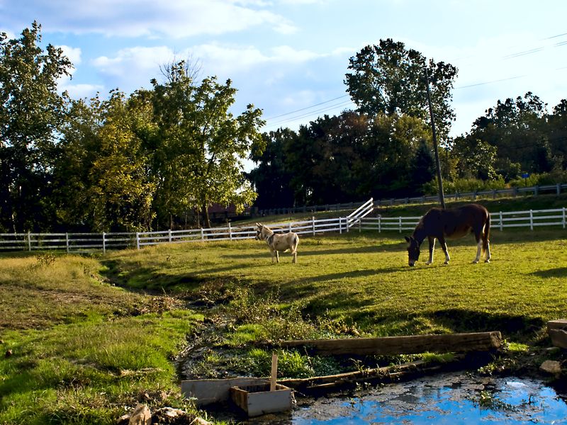 Grazing in a field. | Smithsonian Photo Contest | Smithsonian Magazine
