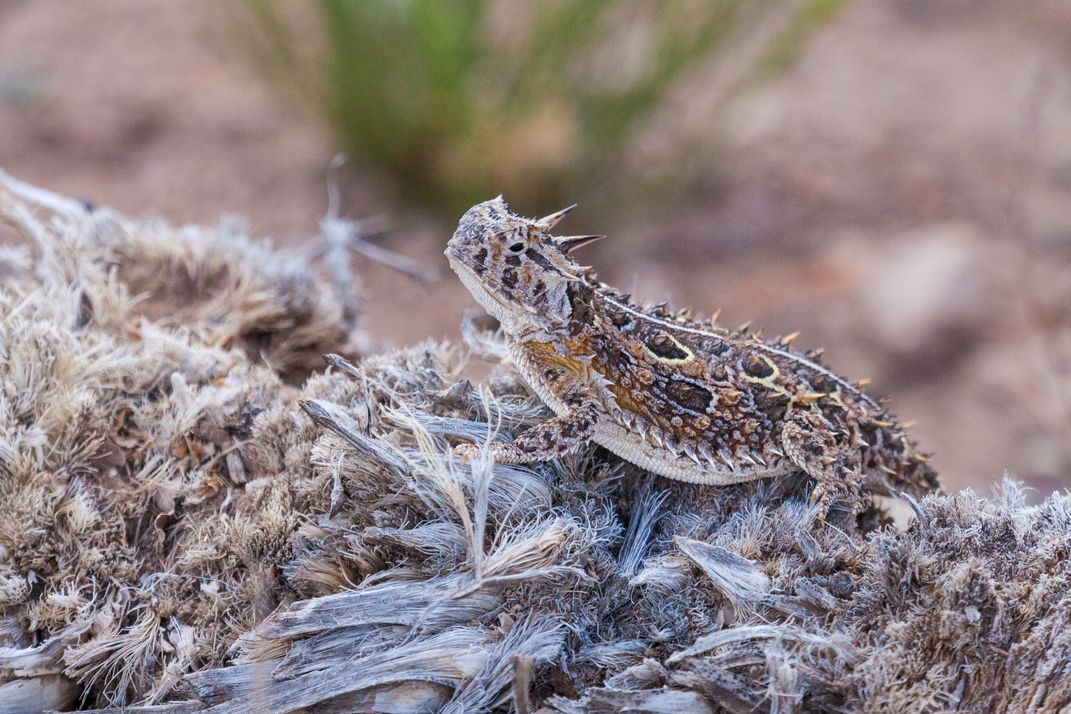 Lizard | Smithsonian Photo Contest | Smithsonian Magazine