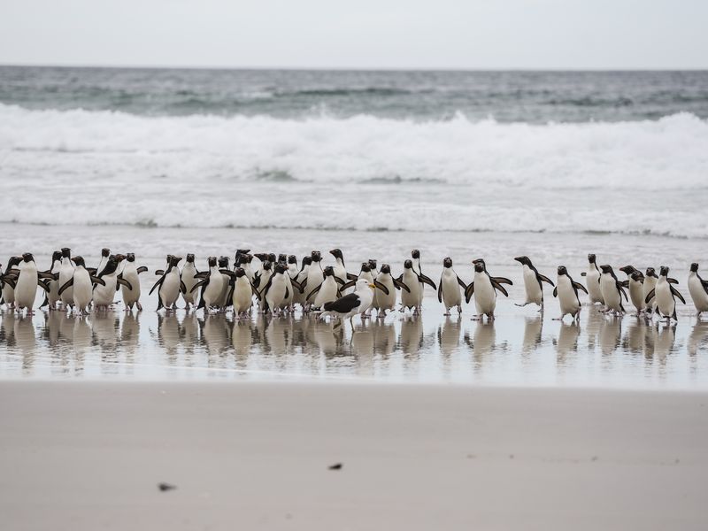 March of the Penguins | Smithsonian Photo Contest | Smithsonian Magazine