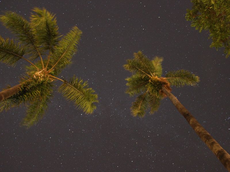 Palm trees and stars | Smithsonian Photo Contest | Smithsonian Magazine