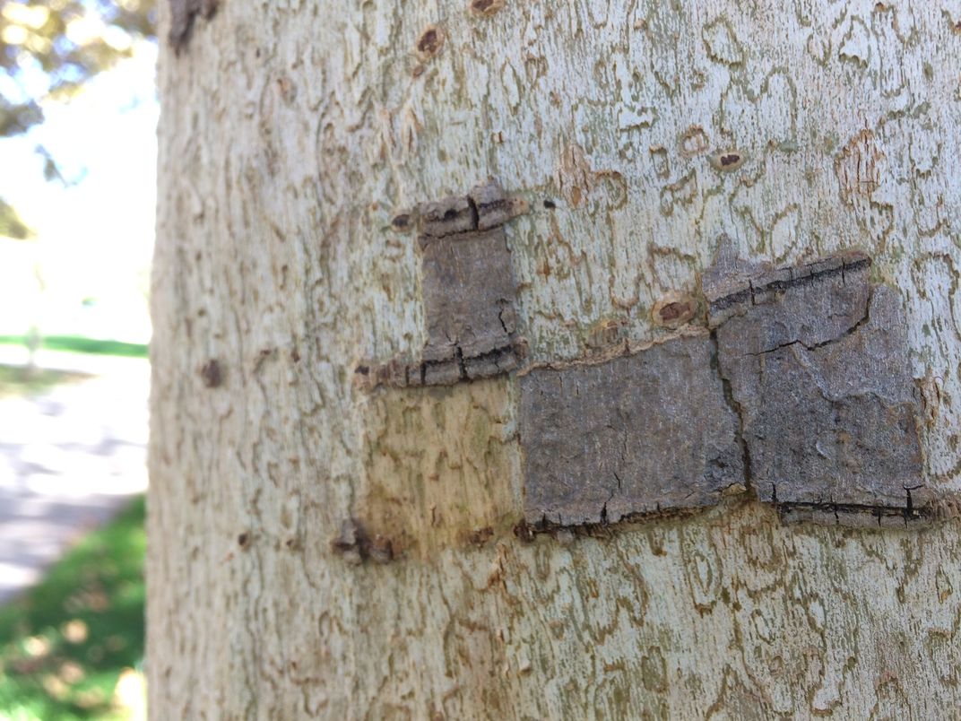 Fall Tree Bark | Smithsonian Photo Contest | Smithsonian Magazine