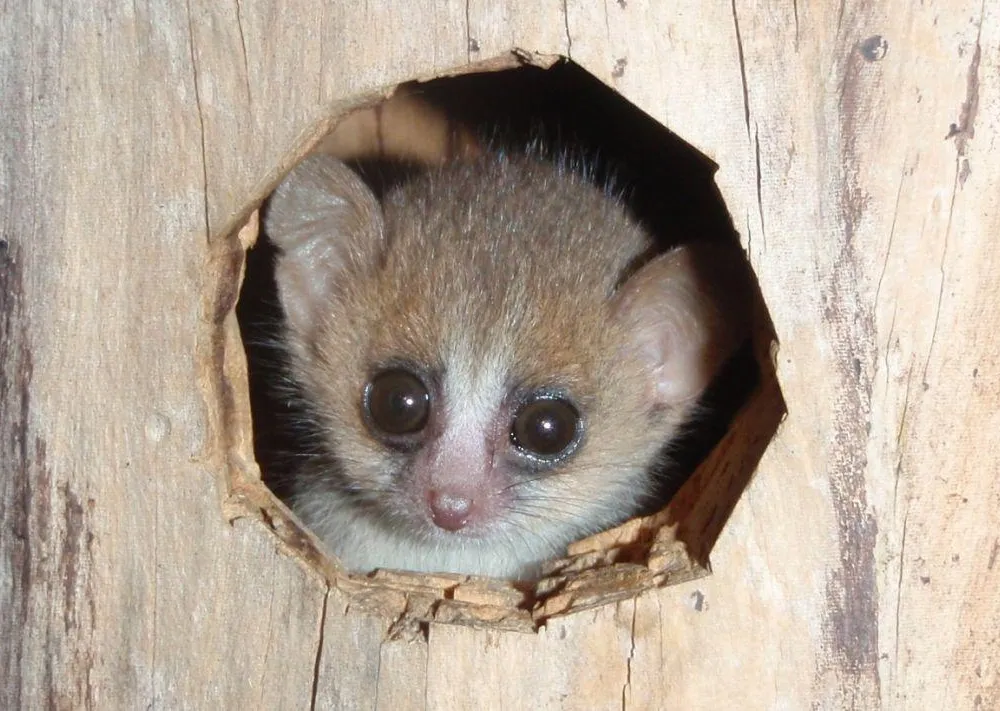 do wild animals attack babies