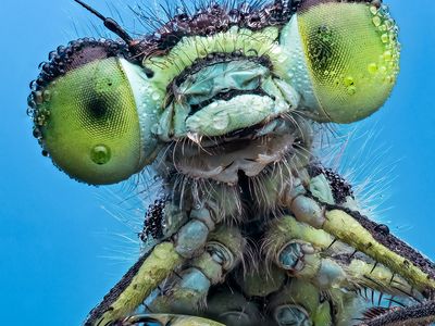 Spot the Difference | Smithsonian