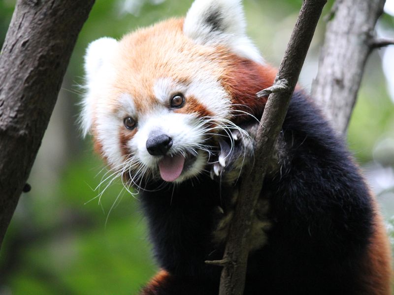Red panda viewing humans at zoo | Smithsonian Photo Contest ...