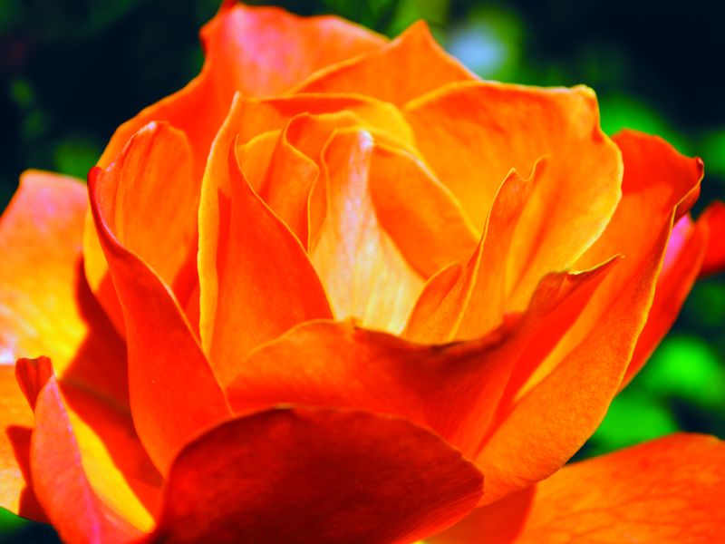 Saturation Contrast | Smithsonian Photo Contest | Smithsonian Magazine