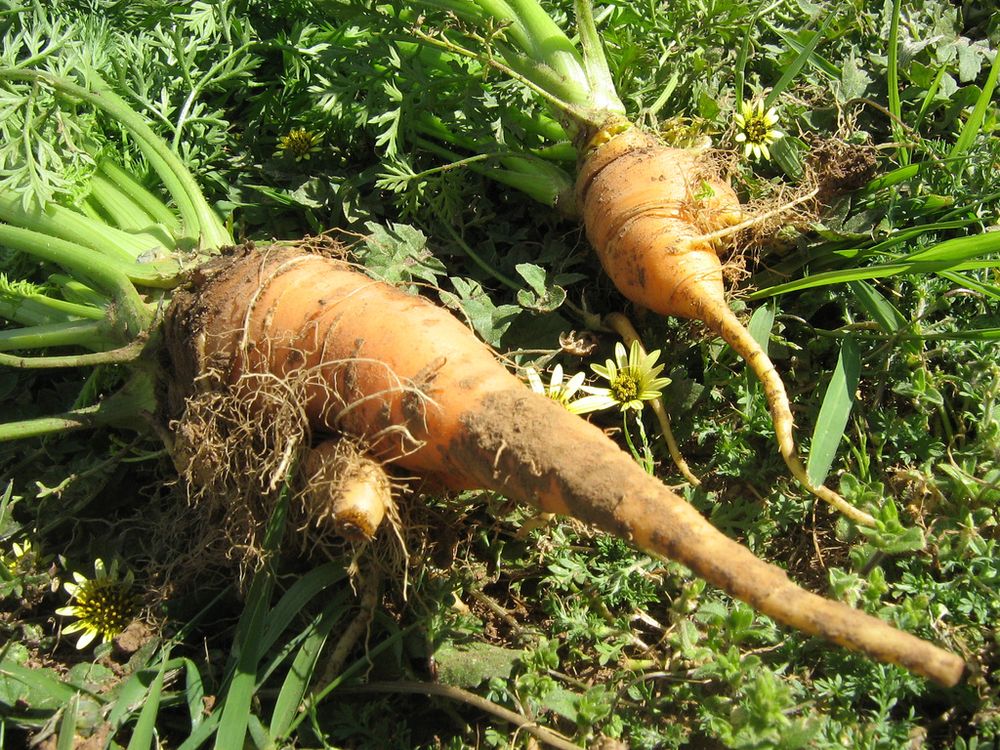 A 'New Dawn' for Ugly Vegetables