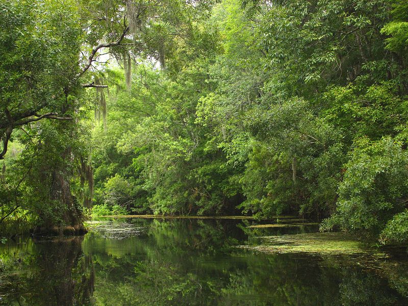 Wakulla Springs, Florida | Smithsonian Photo Contest | Smithsonian Magazine