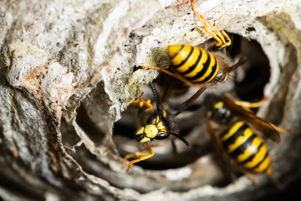 radioactive wasps