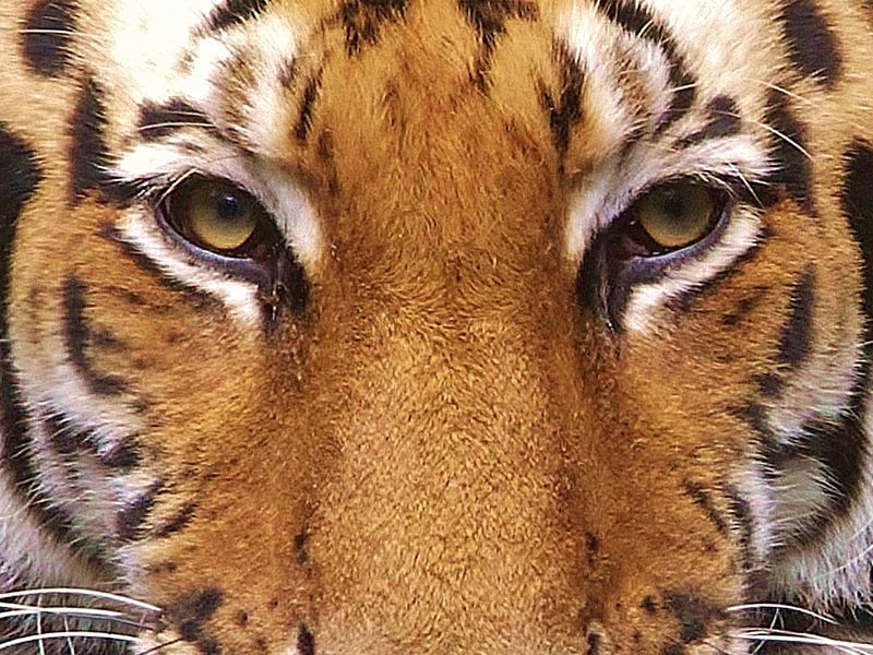 A Tiger's face up close | Smithsonian Photo Contest | Smithsonian Magazine
