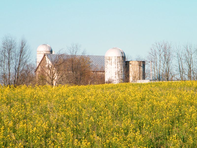 Driving through West Virginia,farm house in a field of flowers ...