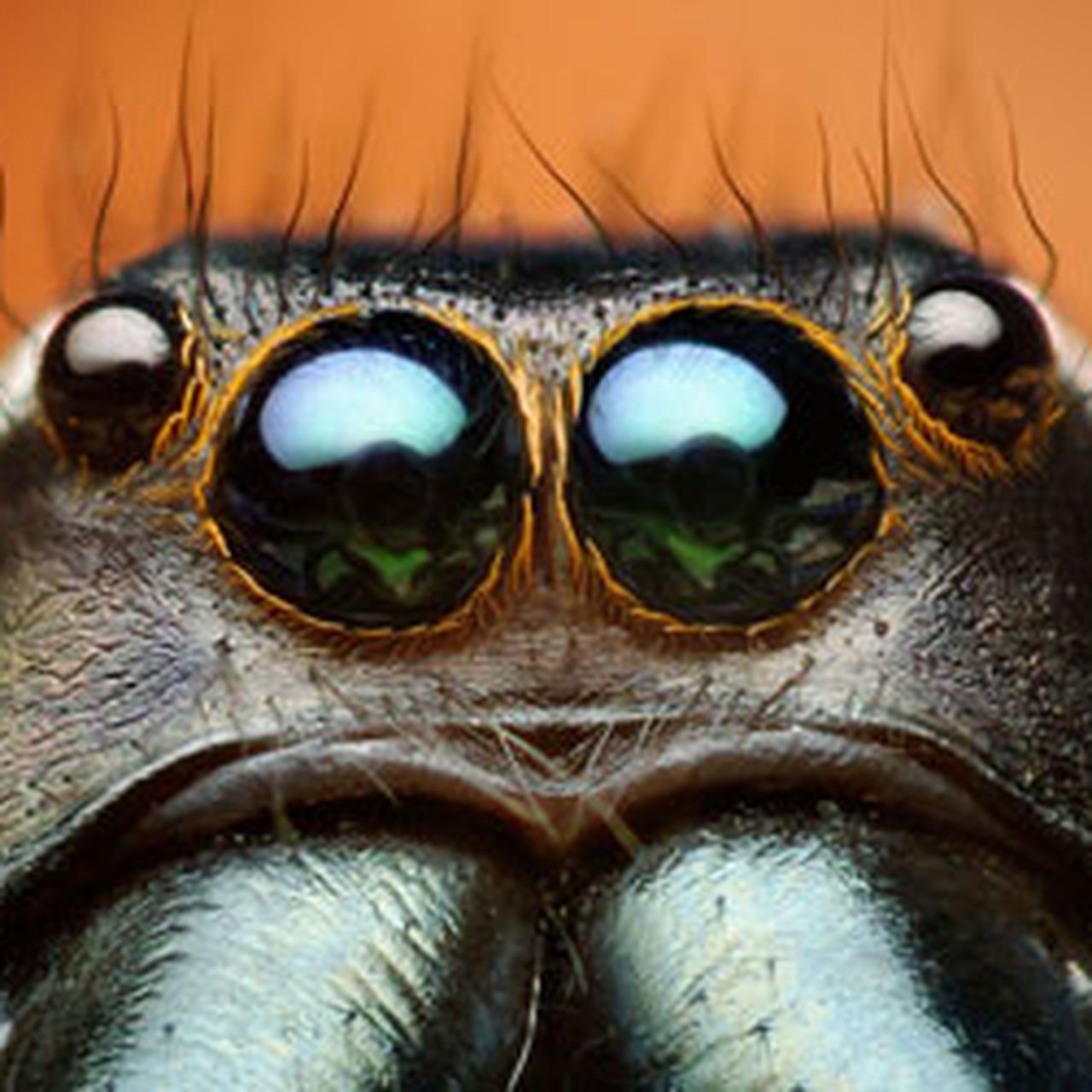 Animals Insect Spiders Eyes