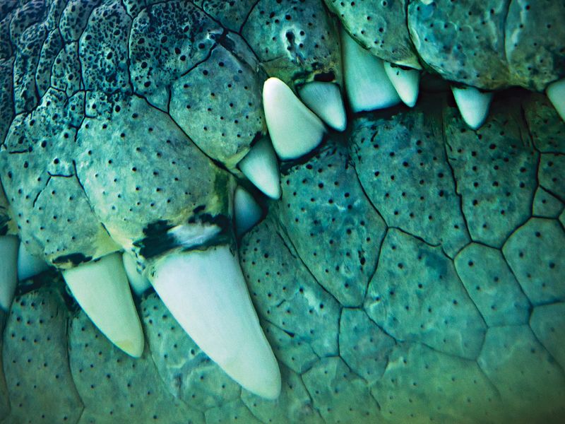 A close-up, underwater view of an alligator in a tank. | Smithsonian ...