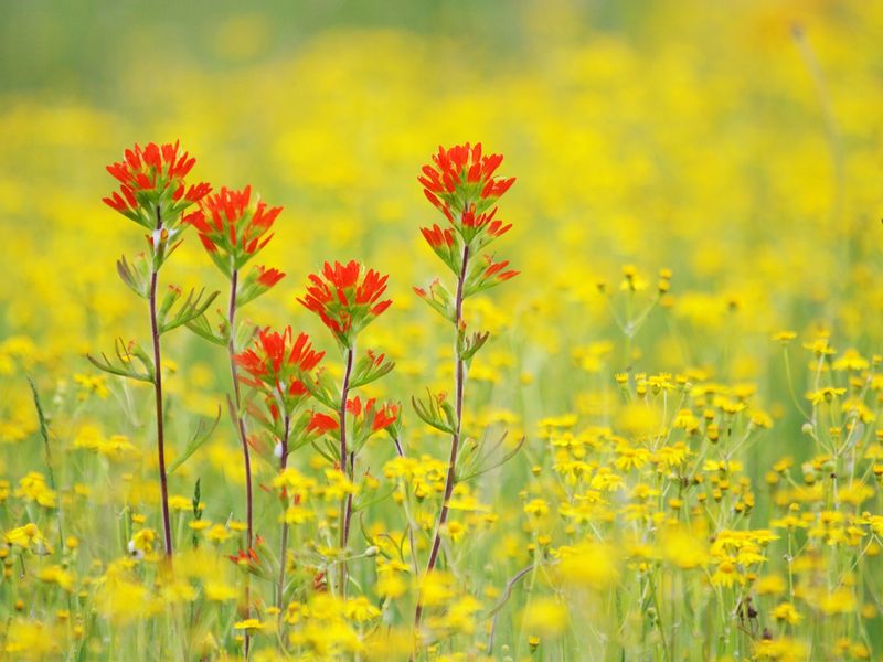 Indian Paintbrush in a field of yellow | Smithsonian Photo Contest ...