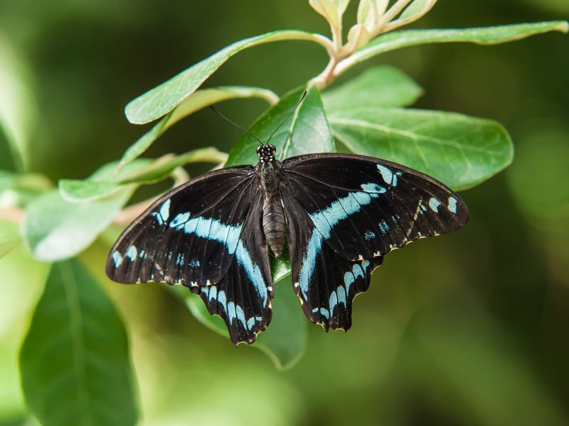 Blue Banded Swallowtail | Smithsonian Photo Contest | Smithsonian Magazine