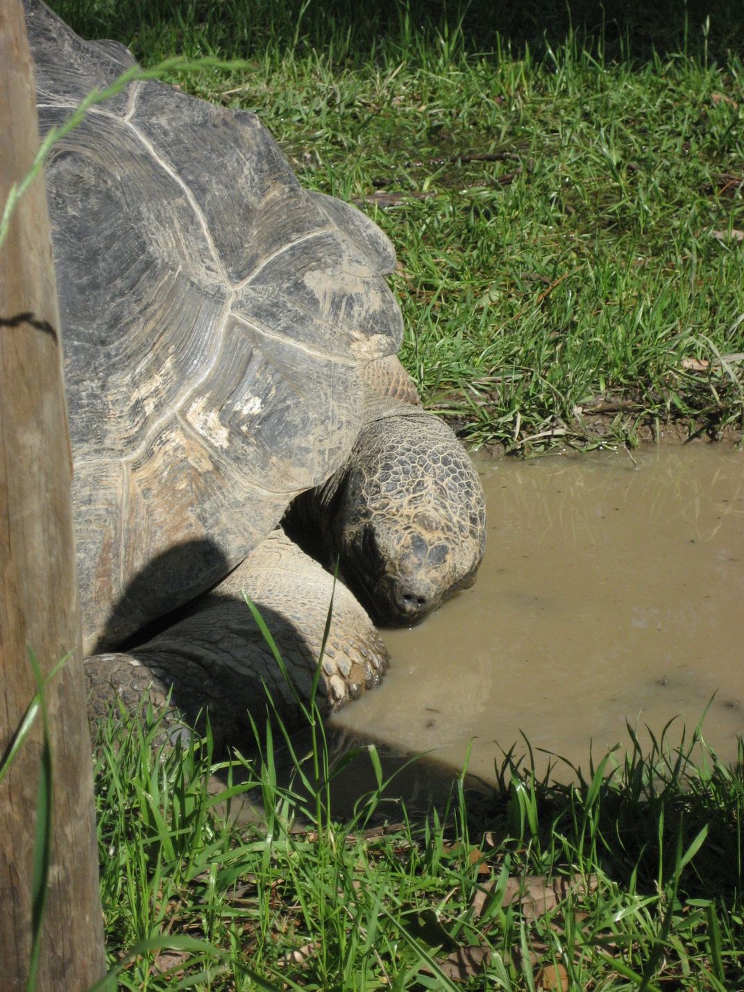 Tortoise sleeping | Smithsonian Photo Contest | Smithsonian Magazine