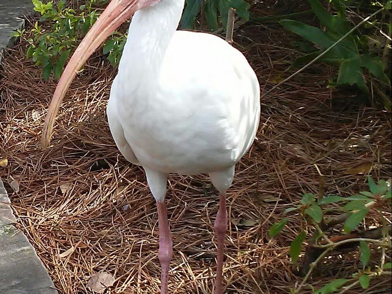 Ibis looking for snack | Smithsonian Photo Contest | Smithsonian Magazine
