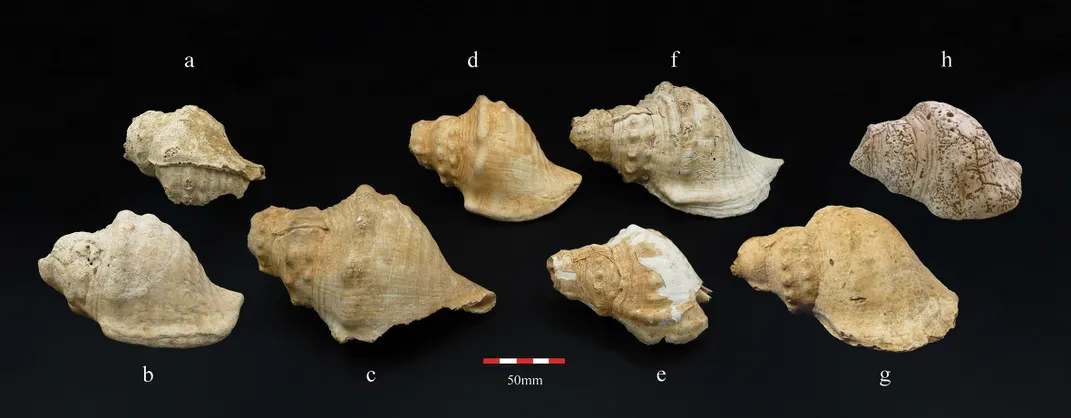conch shell history