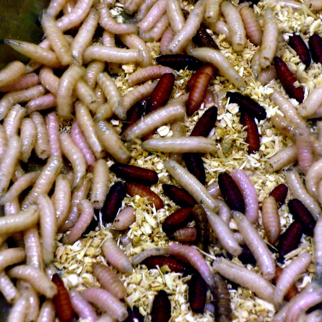 eaten maggots