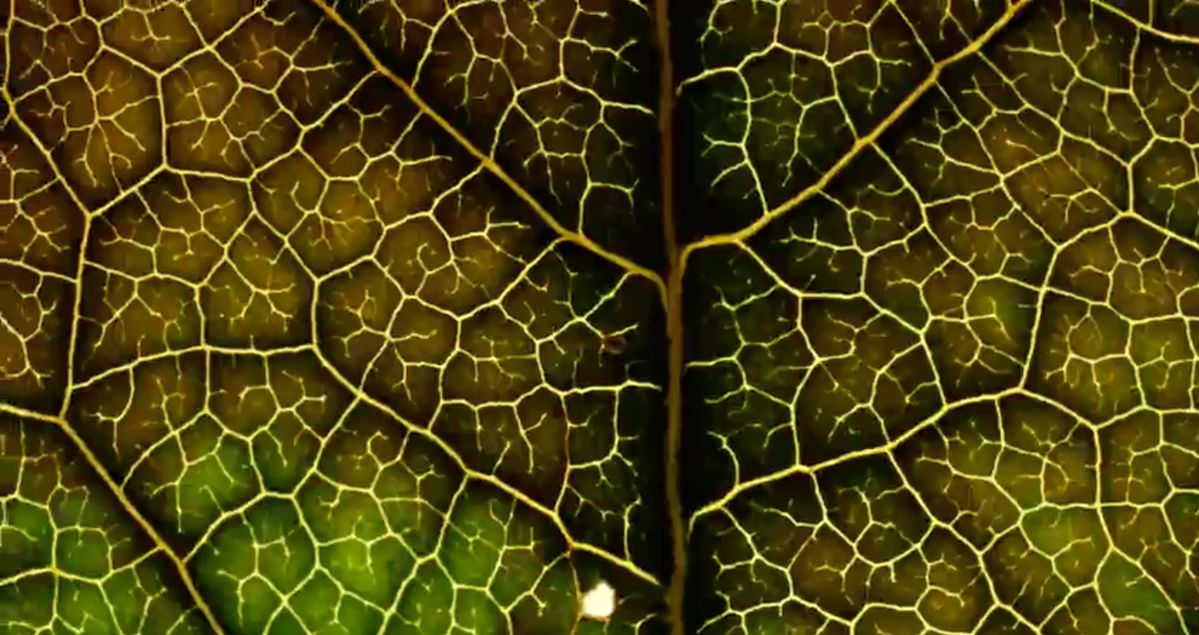 Watch Leaves Change Color in a Matter of Seconds | Smithsonian