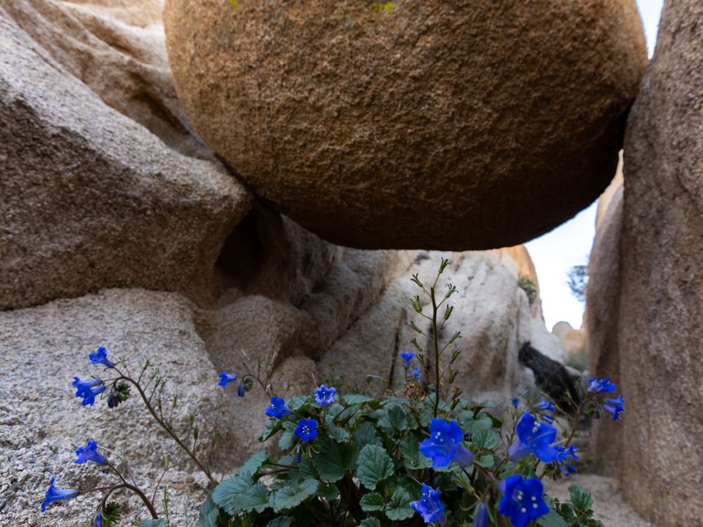 Blooms under boulder in Joshua Tree | Smithsonian Photo Contest ...