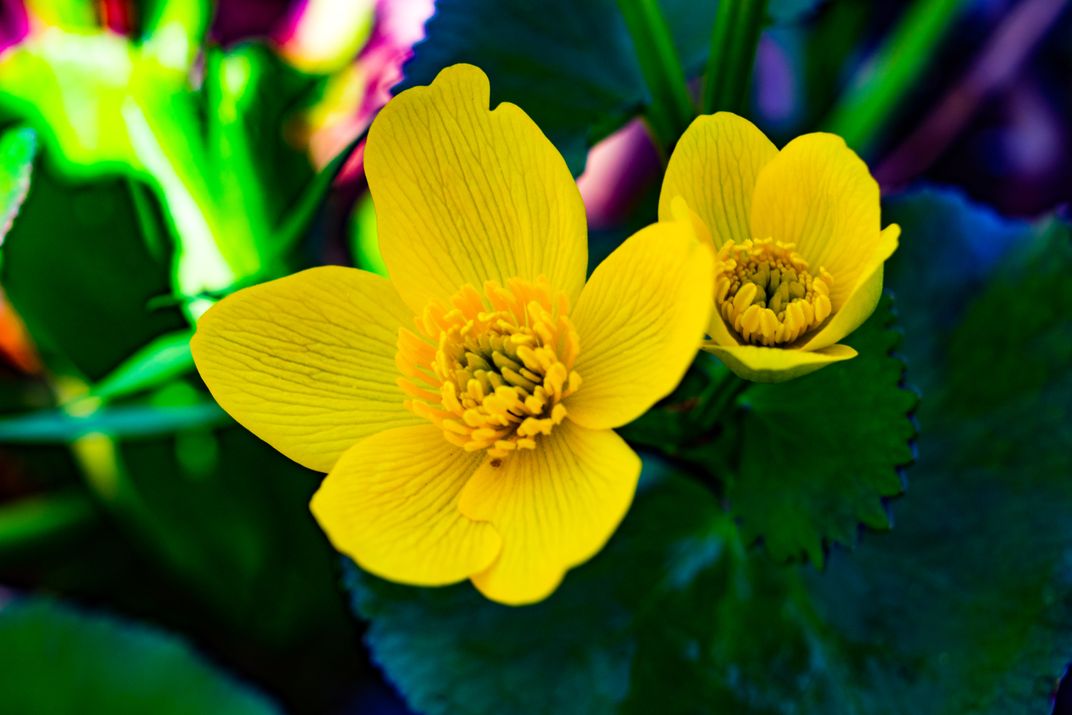 Marsh marigold in the wet land | Smithsonian Photo Contest ...